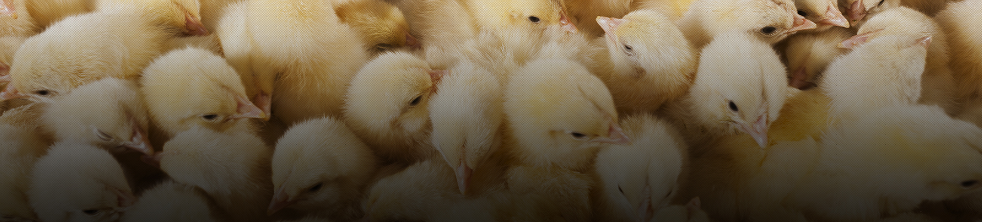 BROILER STRAIN - GloboavesGloboaves