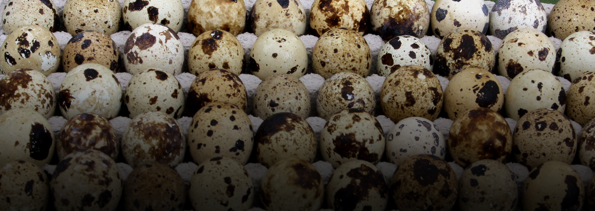 CODORNICES - GloboavesGloboaves