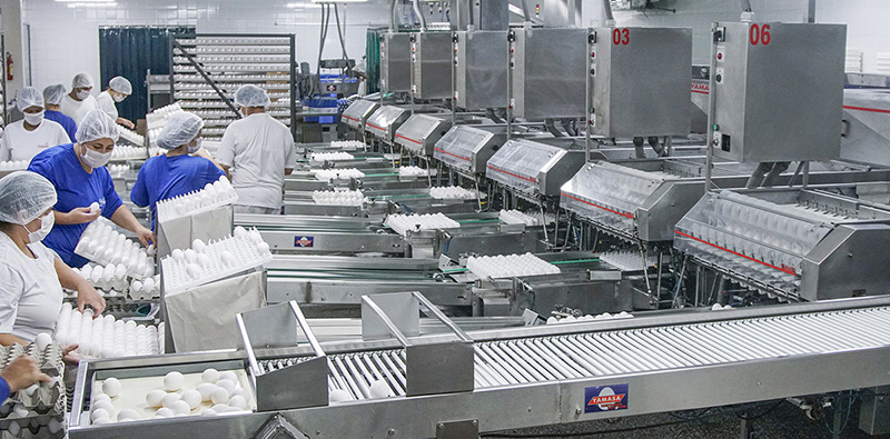 Saúde - Globobiotech produz ovos embrionados para a produção de vacinas ...